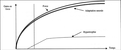 Functional Gains VS. Structural Gains | Keven Arseneault